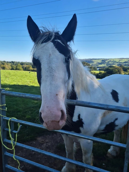 In 2025 we will be supporting Uncle Pauls Chilli Charity | Hollis Morgan